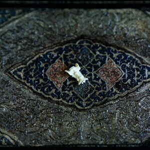 Thirteen-lined Ground Squirrel Sacrum - Etsy