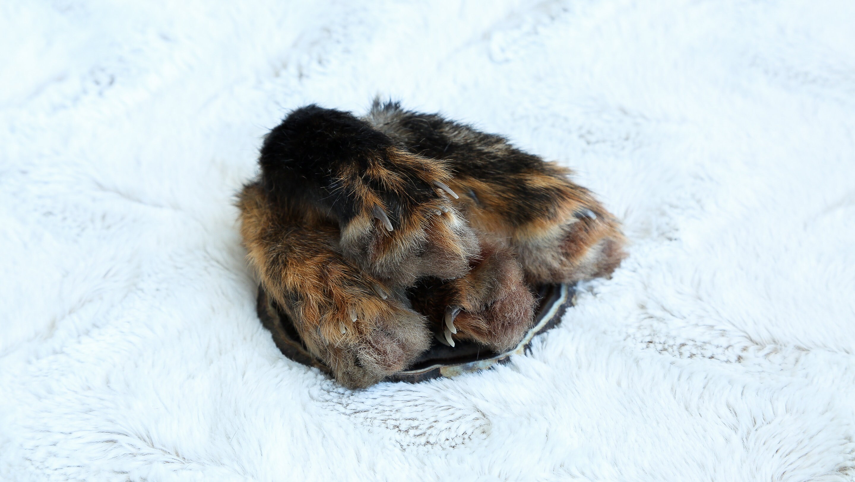 Home Décor Home & Living Real Dry Preserved Alaskan Red Fox Paw etna.com.pe