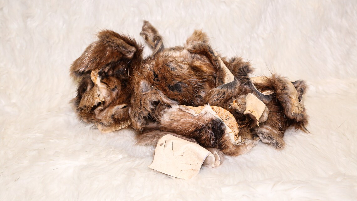 Muskrat Scrap Fur Pieces - Etsy