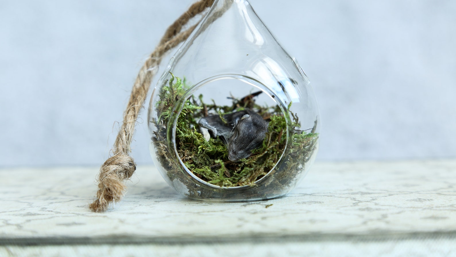 Real Mouse Pup - Teardrop Glass Terrarium - Etsy