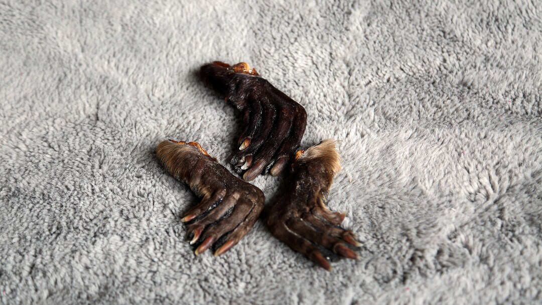 North American Beaver (castor Canadensis) - Real Dry- Preserved Beaver ...