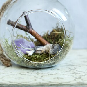 Real Mouse Pup - Round Glass Terrarium - Etsy