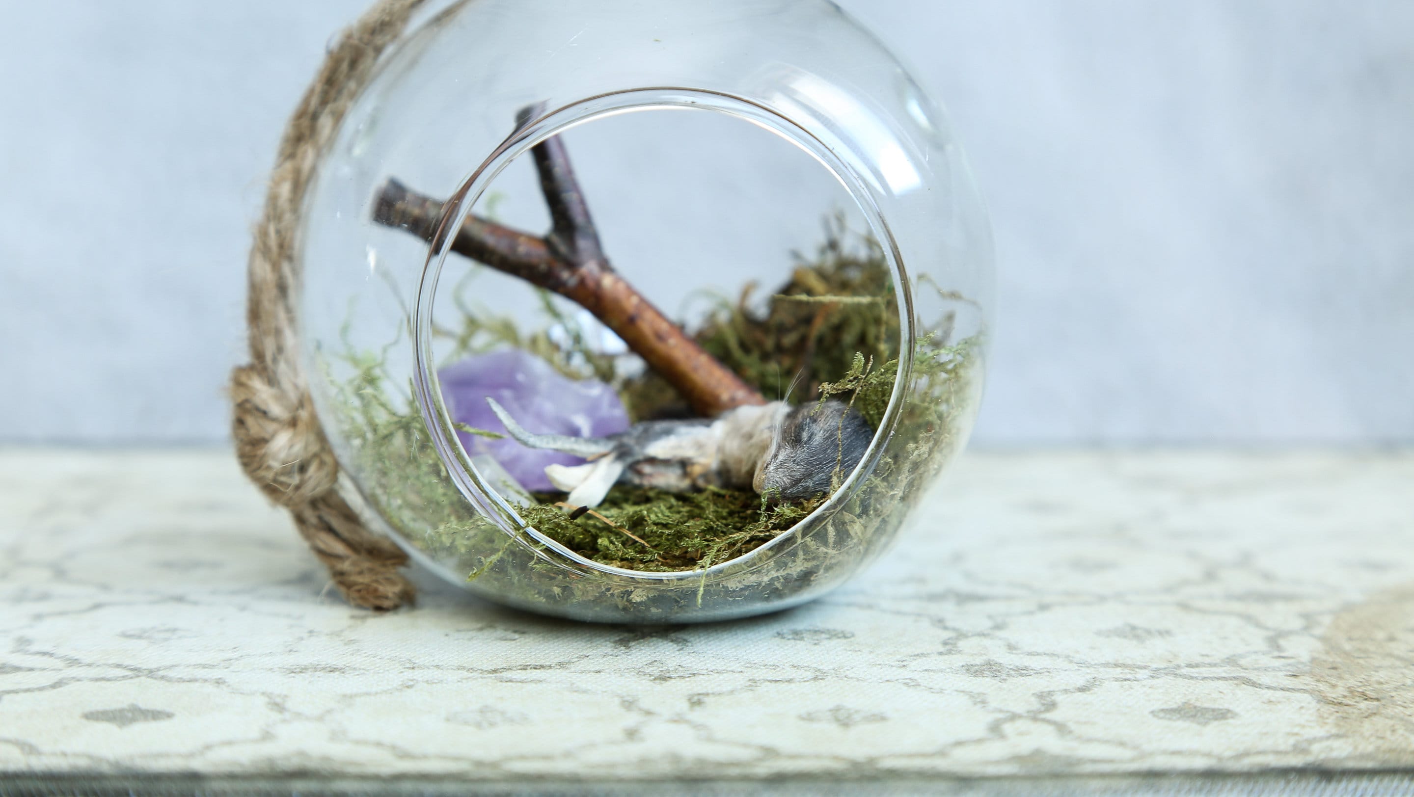 Real Mouse Pup - Round Glass Terrarium - Etsy