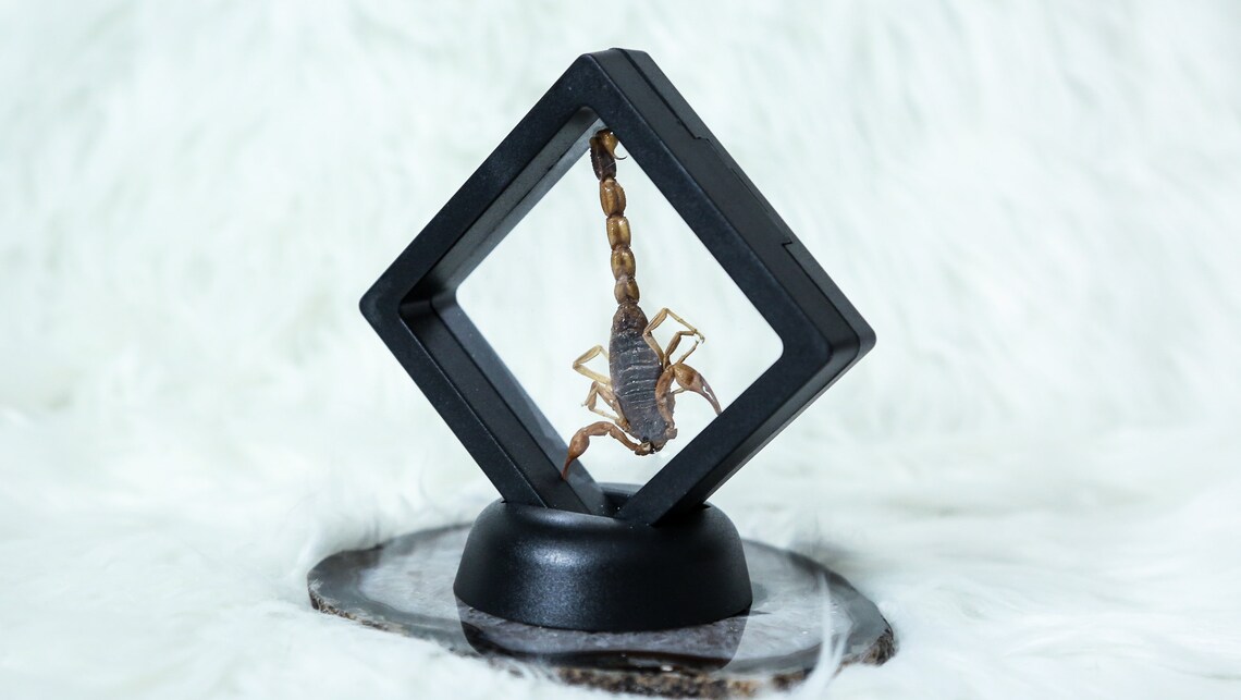 Mummified Scorpion Shadow Box - Etsy