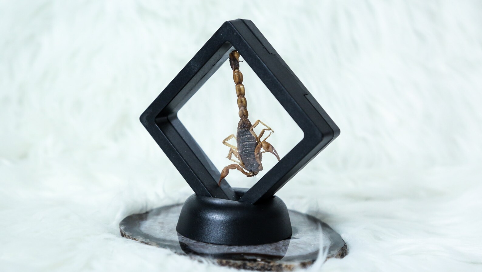 Mummified Scorpion Shadow Box - Etsy