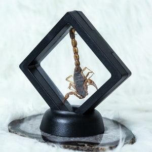 Mummified Scorpion - Shadow Box - Etsy