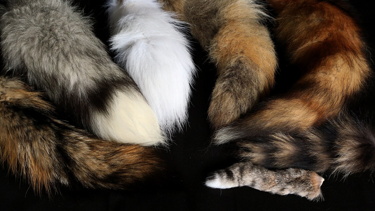 Real Tails Keychains - Etsy