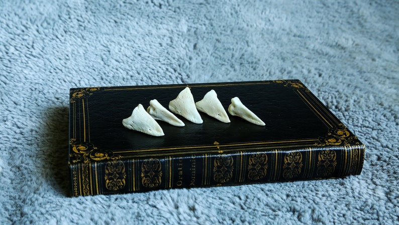 Whitetail Deer Coffin Toe Bones - Etsy