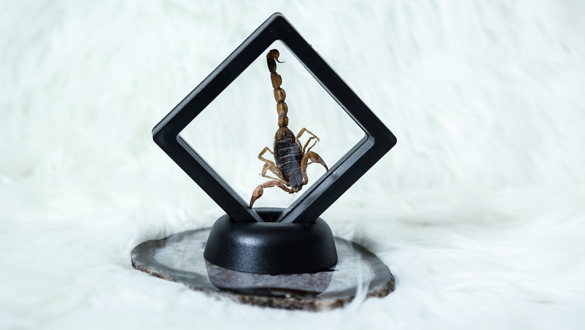 Mummified Scorpion Shadow Box - Etsy