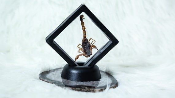 Mummified Scorpion Shadow Box | Etsy