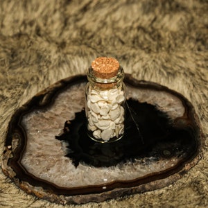 Juvenile Red Fox Bones Jar - Etsy