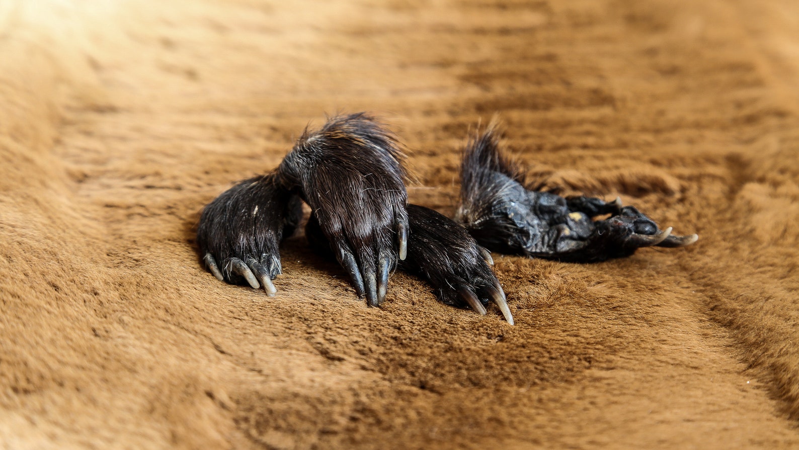 Real Dry Preserved Groundhog Paw - Etsy