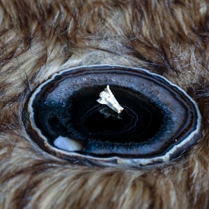 Pine Squirrel Sacrum - Etsy