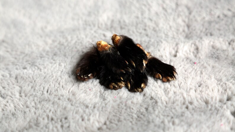 Real Dry Preserved Skunk Foot - Etsy