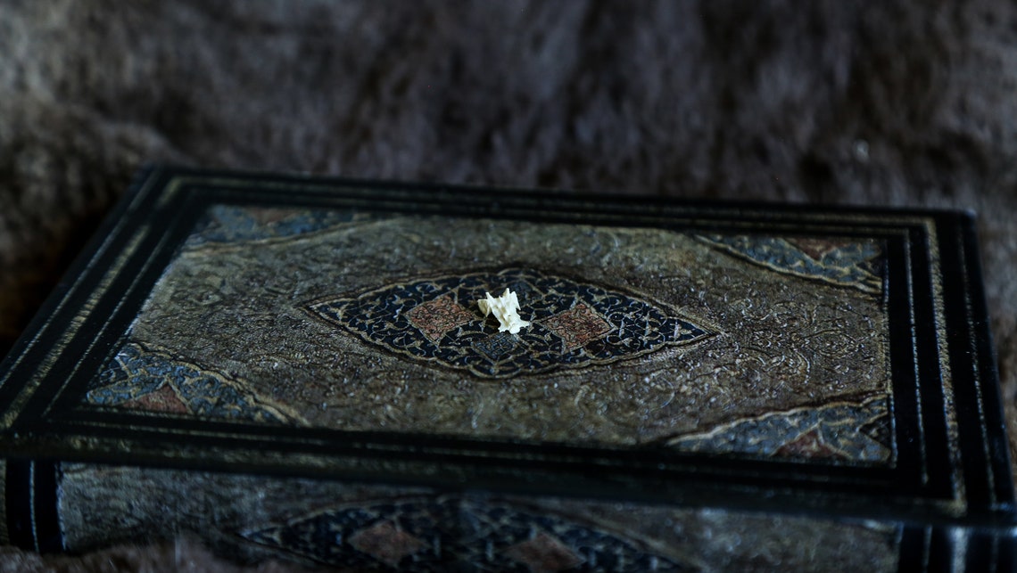 Thirteen-lined Ground Squirrel Sacrum - Etsy