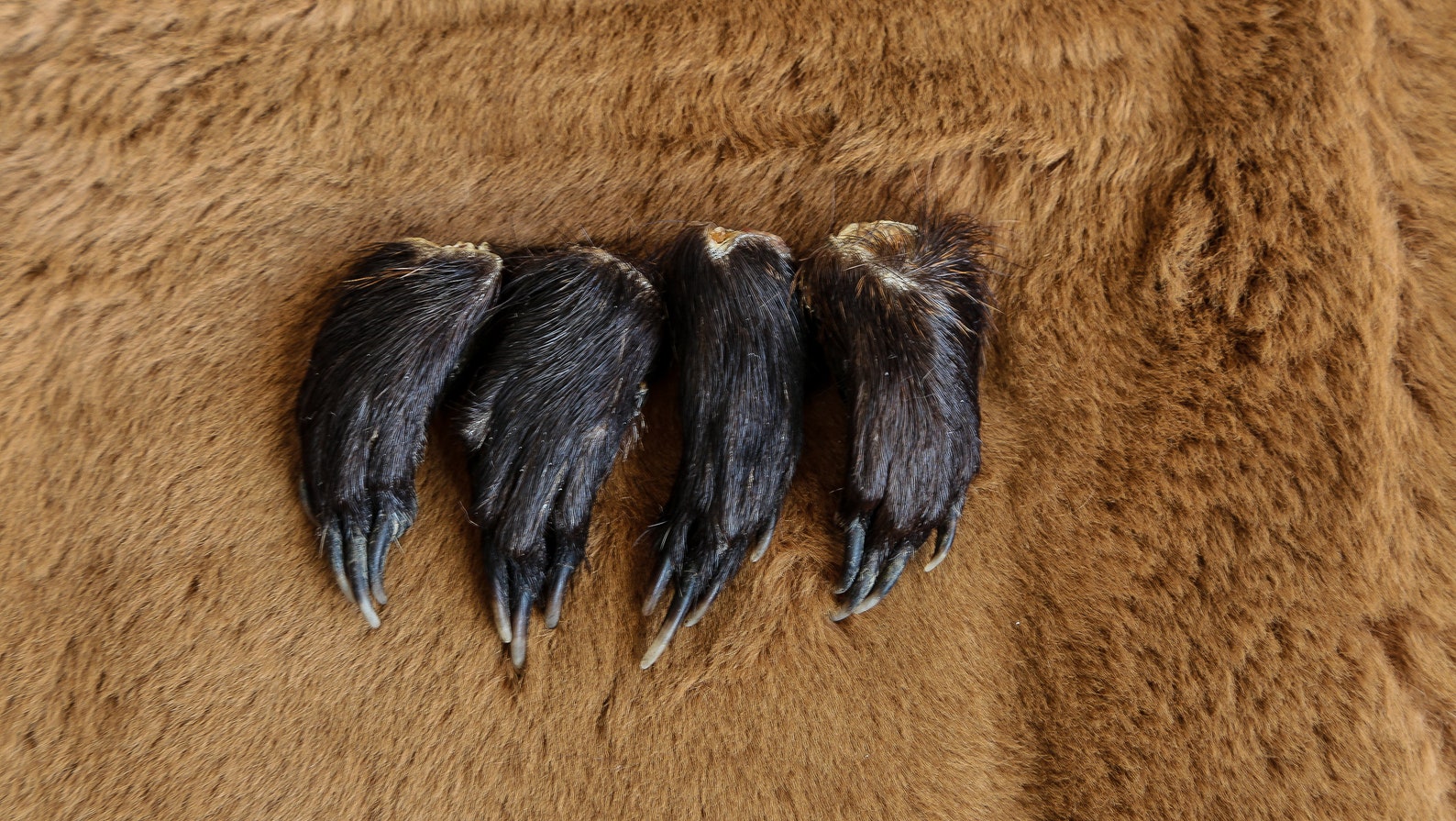 Real Dry Preserved Groundhog Paw - Etsy