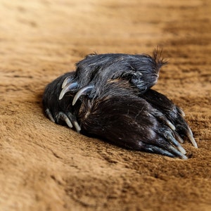 Real Dry- Preserved Groundhog Paw - Etsy