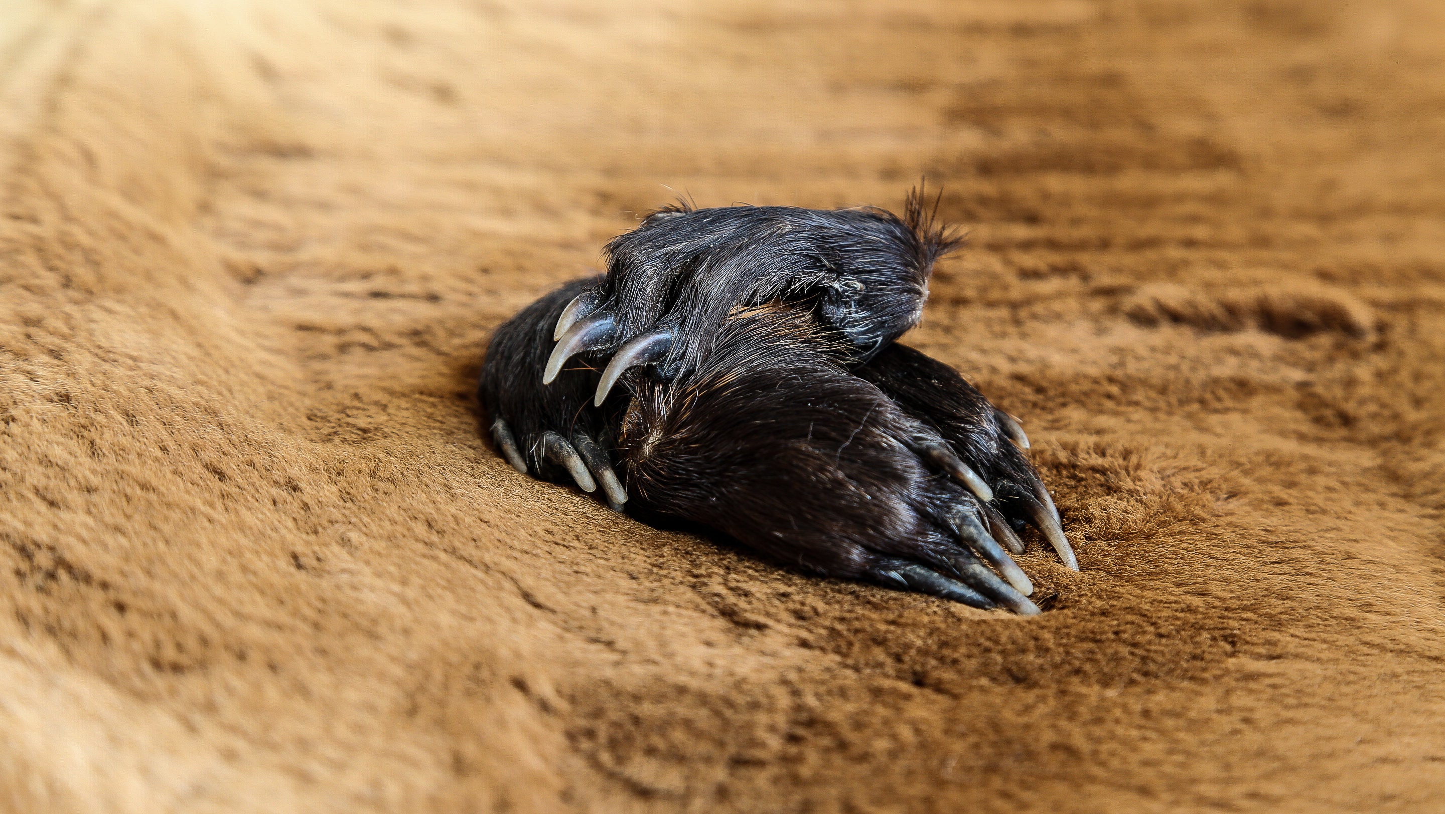 Real Dry Preserved Groundhog Paw - Etsy