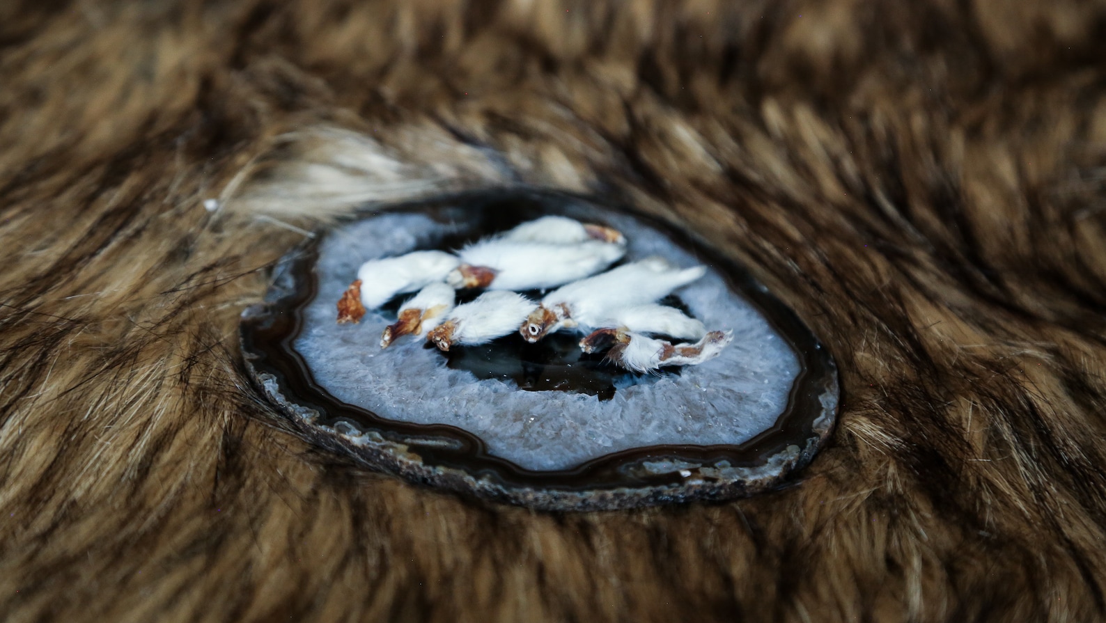 Dry- Preserved White Ermine Paw - Etsy