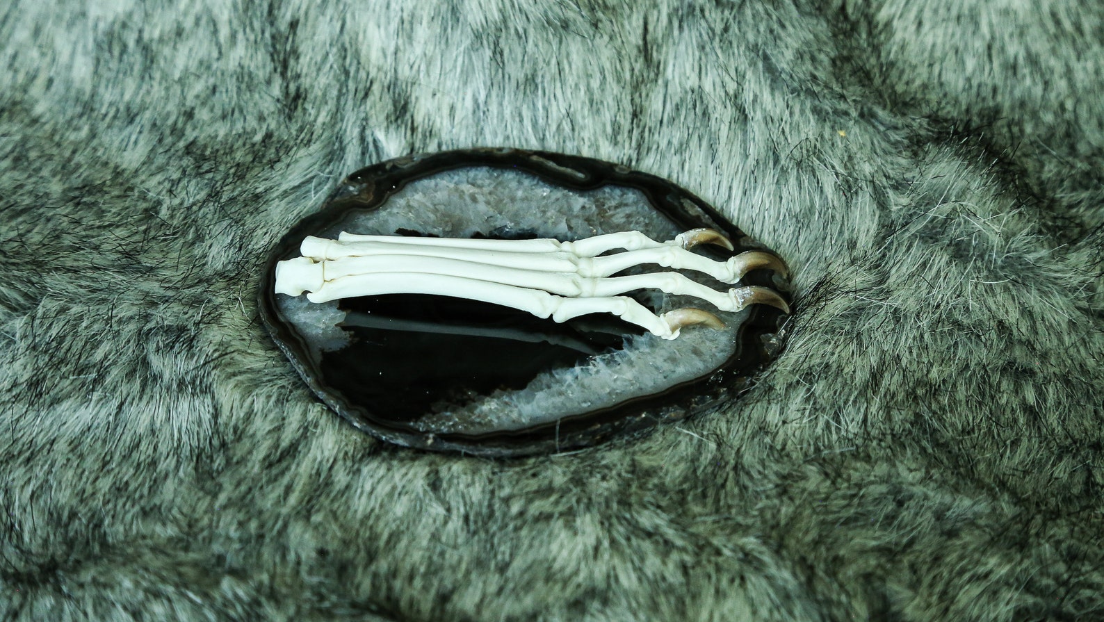 Red Fox Paw Articulation - Etsy