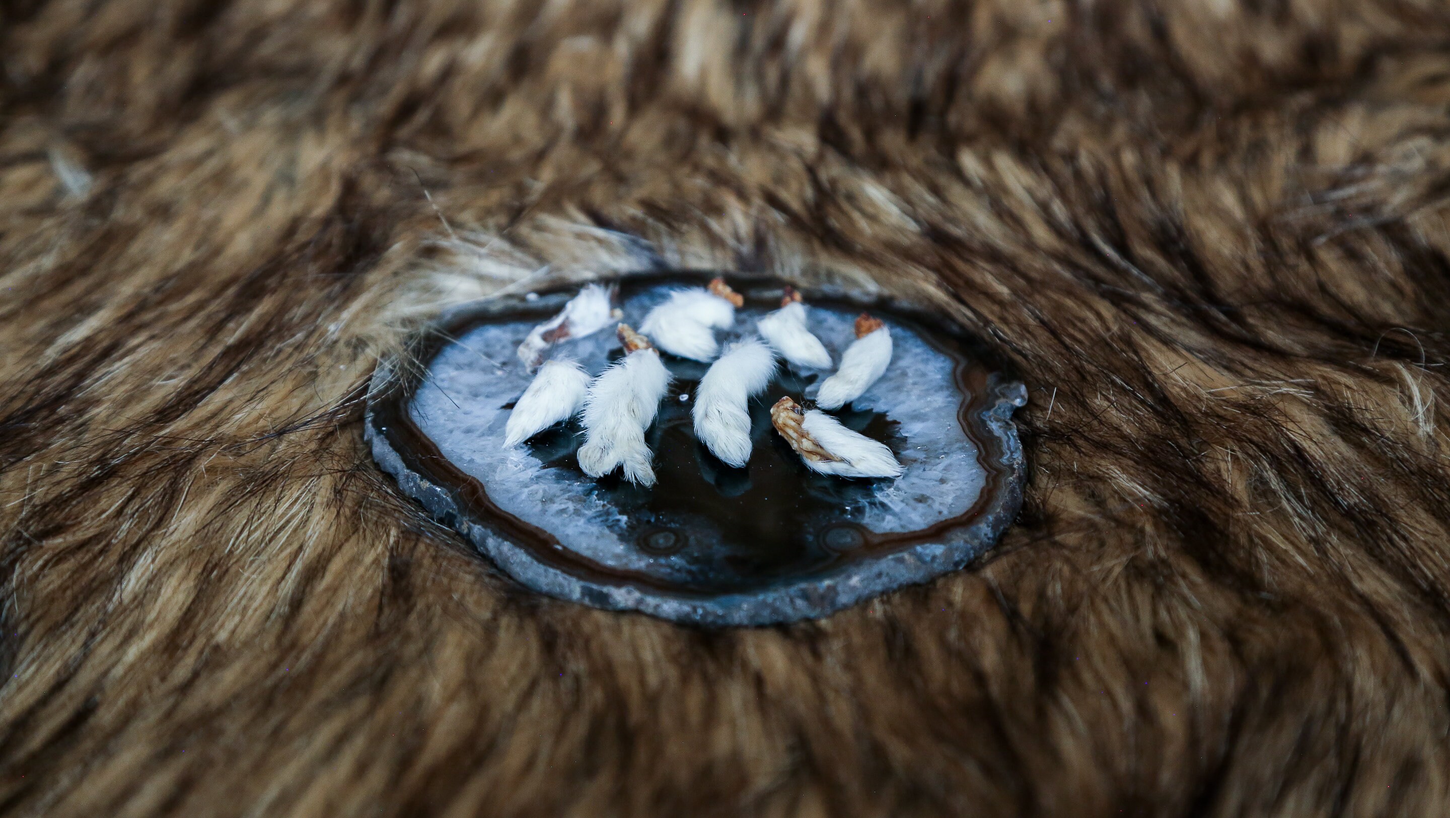 Dry- Preserved White Ermine Paw - Etsy