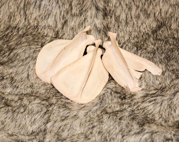 Real Coyote Scapula 3 Pack - Etsy