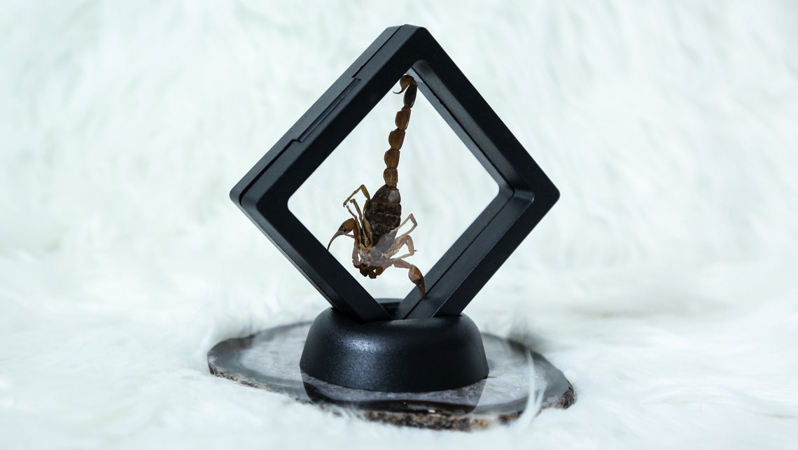 Mummified Scorpion Shadow Box - Etsy