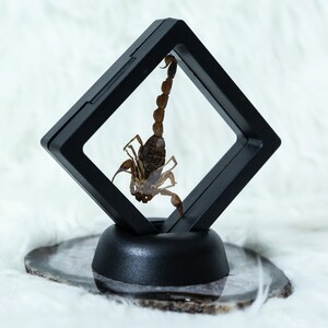 Mummified Scorpion - Shadow Box - Etsy
