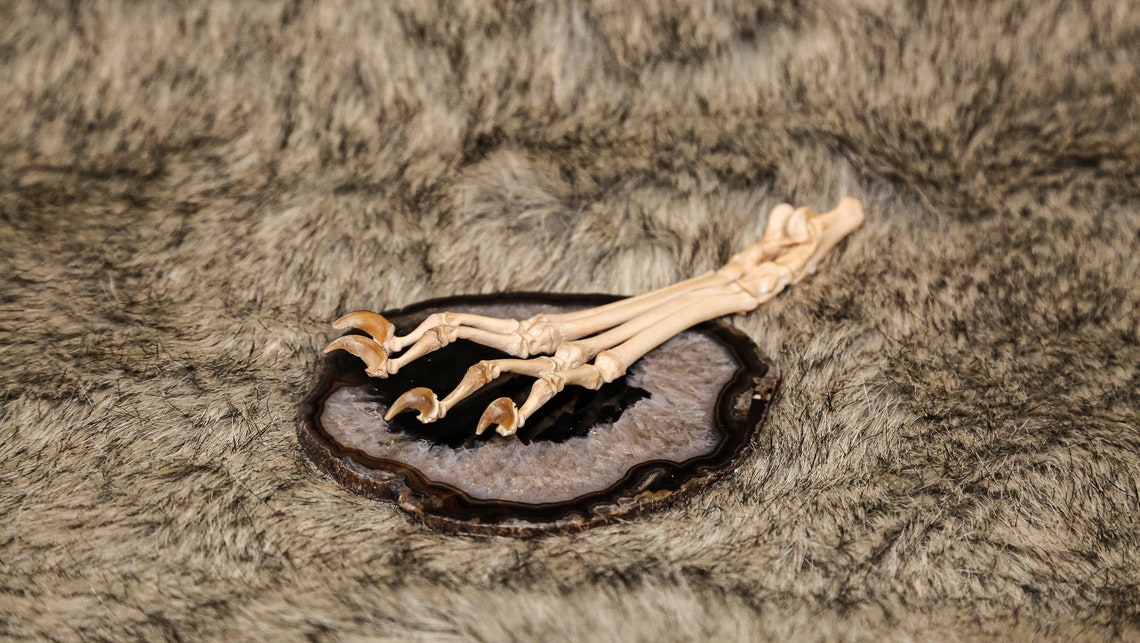 Red Fox Paw Articulation - Etsy