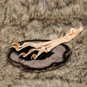 Red Fox Paw Articulation - Etsy