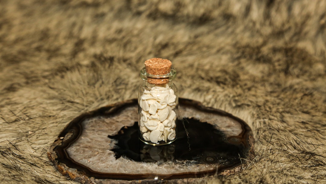 Juvenile Red Fox Bones Jar - Etsy