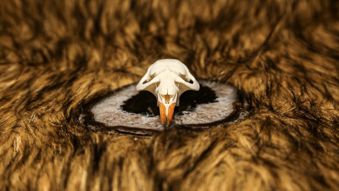 Real Muskrat Skull - Etsy