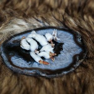 Dry- Preserved White Ermine Paw - Etsy