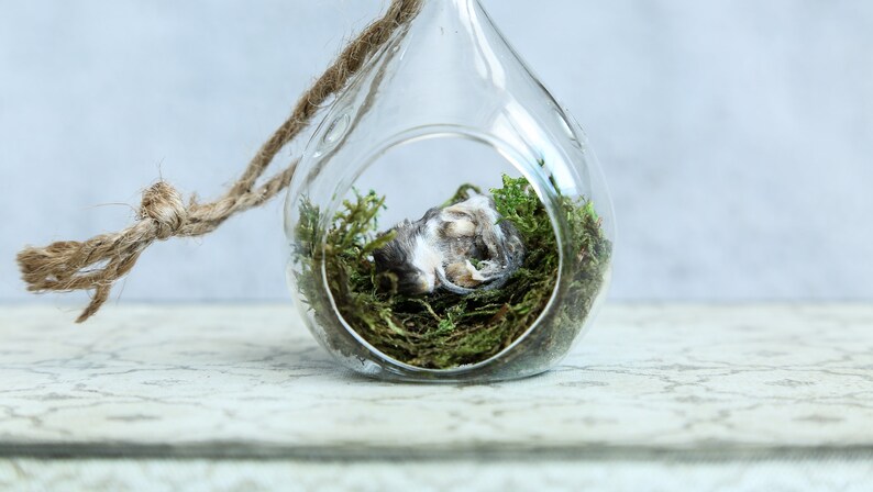 Real Mouse Pup - Teardrop Glass Terrarium - Etsy