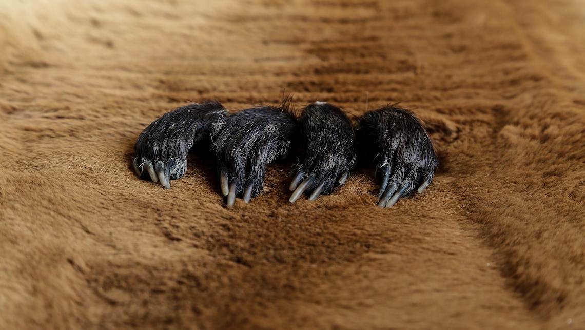 Real Dry Preserved Groundhog Paw - Etsy
