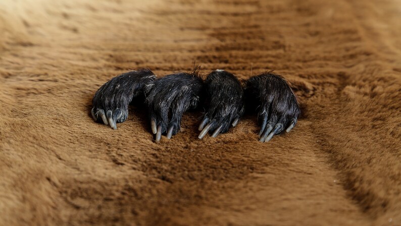 Real Dry Preserved Groundhog Paw - Etsy