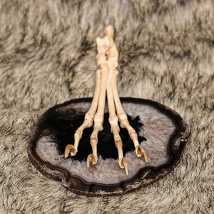 Red Fox Paw Articulation - Etsy