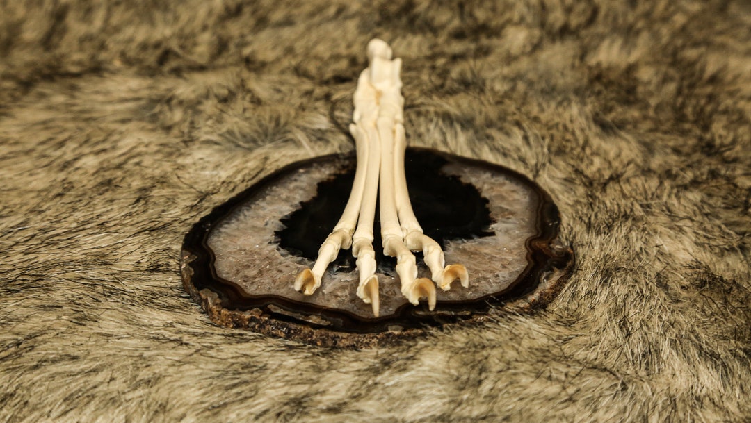 Red Fox Paw Articulation - Etsy