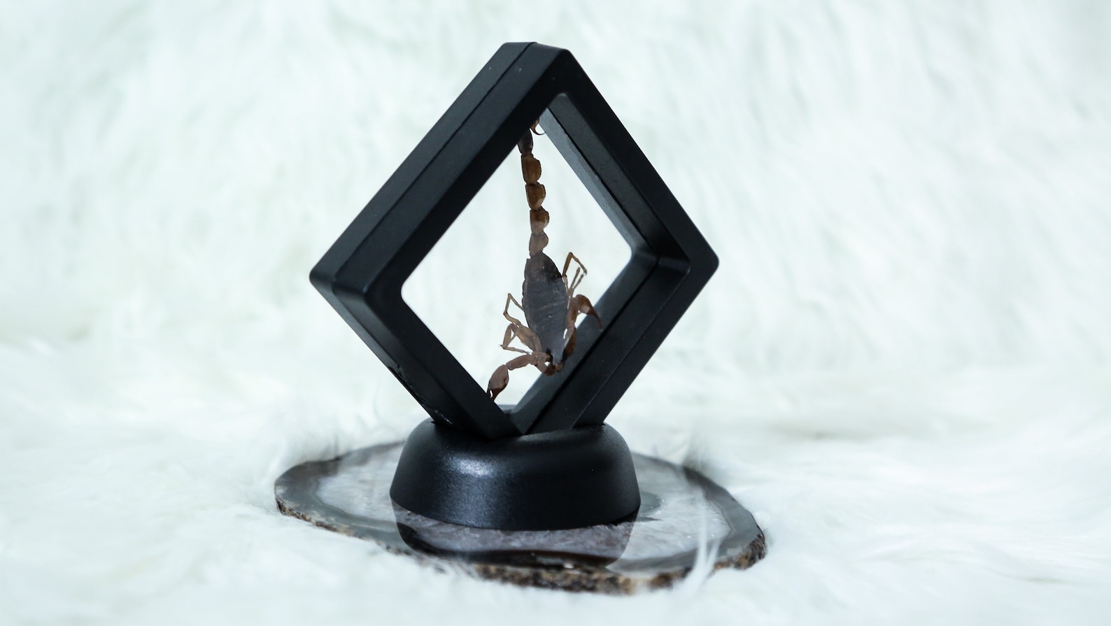 Mummified Scorpion Shadow Box - Etsy