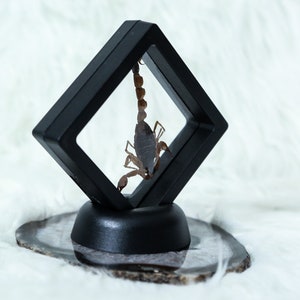 Mummified Scorpion - Shadow Box - Etsy