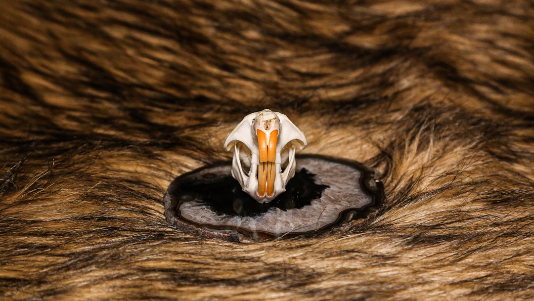 Real Muskrat Skull - Etsy