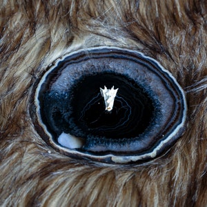 Pine Squirrel Sacrum - Etsy