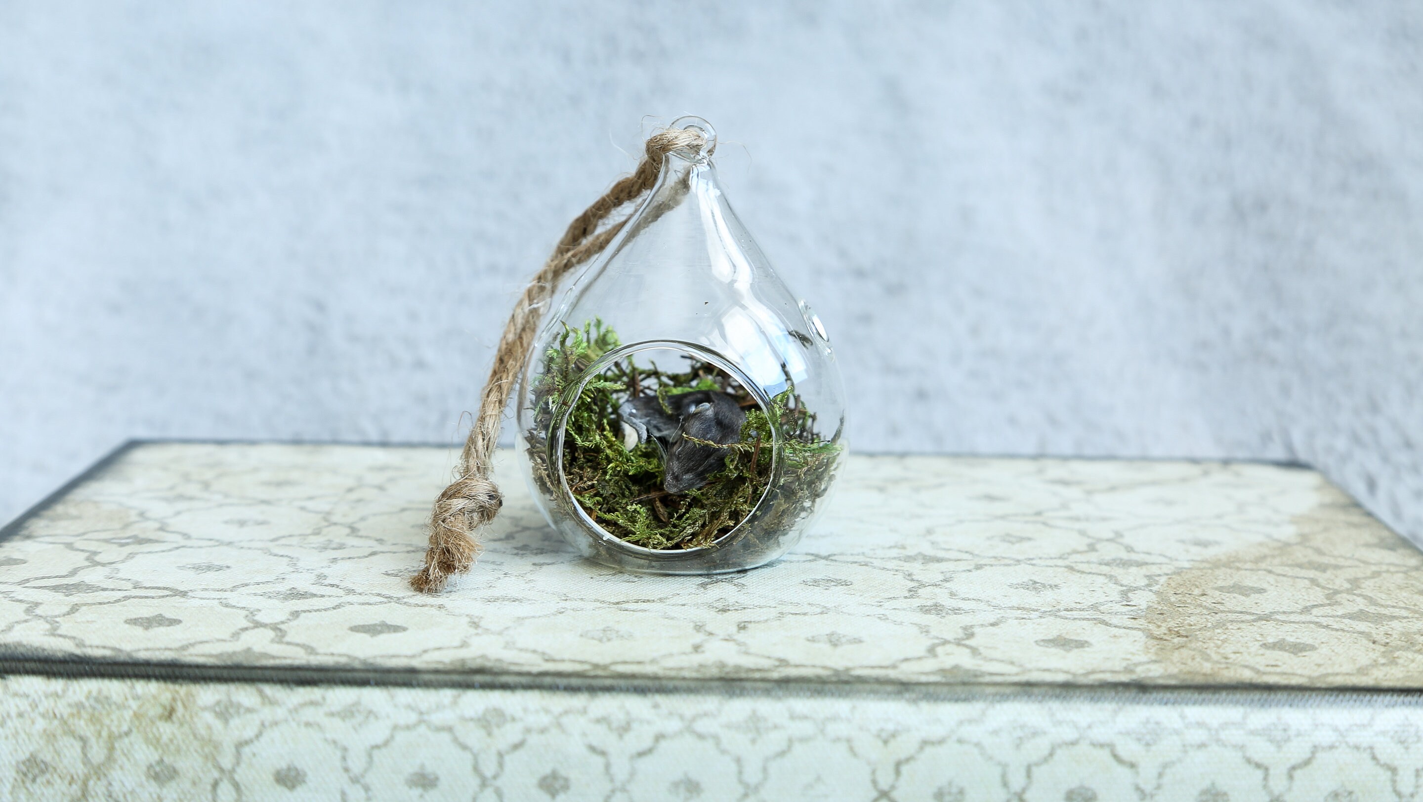 Real Mouse Pup - Teardrop Glass Terrarium - Etsy