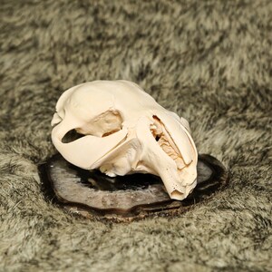 North American Beaver (castor Canadensis) - Craft Grade - Beaver Skull ...