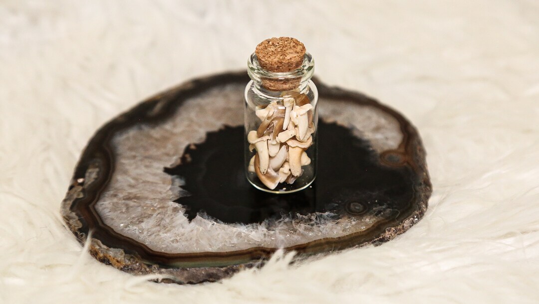 Raccoon Claw Bone Jars - Etsy