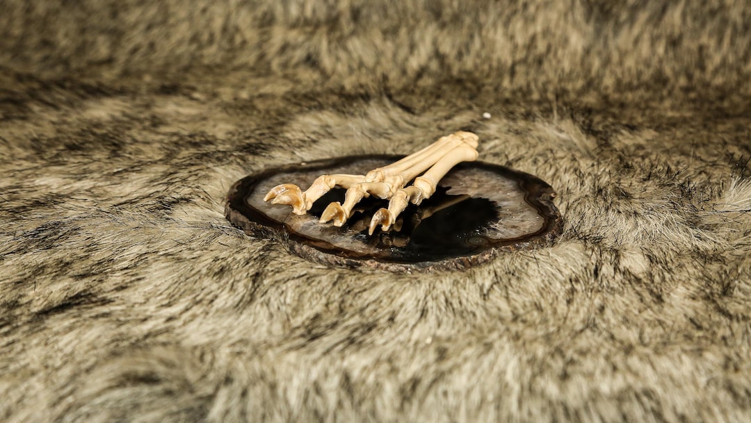 Red Fox Paw Articulation - Etsy