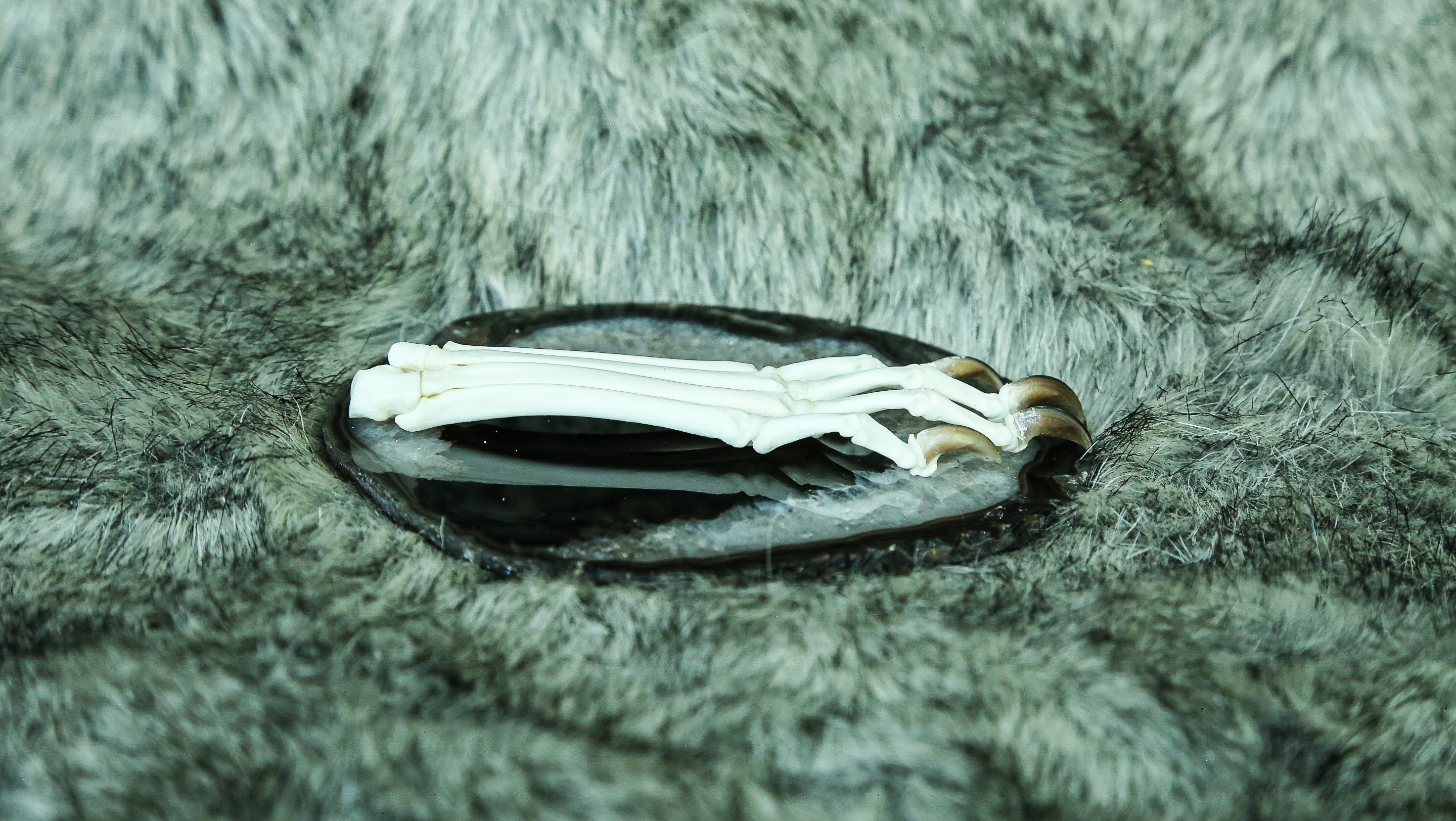 Red Fox Paw Articulation - Etsy