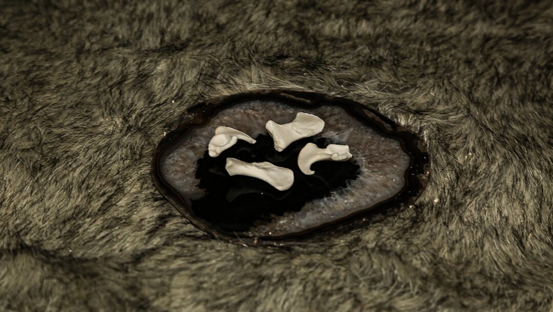 Real Juvenile Red Fox Pelvis Set - Etsy