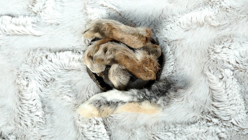 Real Dry- Preserved Craft Rabbit Feet - Etsy