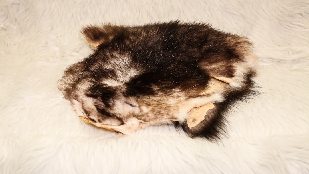 Real Opossum Pelt - Craft Grade - Etsy